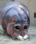 40 Obviously Photoshopped Photos (40 photos) | KLYKER.COM