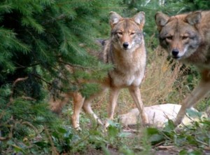The Beauty of Wolves (53 photos) | KLYKER.COM