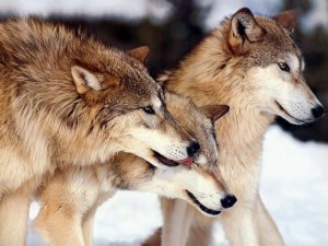 The Beauty of Wolves (53 photos) | KLYKER.COM