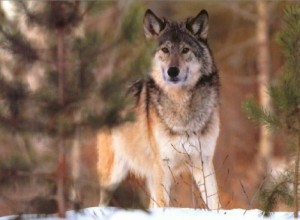 The Beauty of Wolves (53 photos) | KLYKER.COM