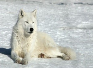 The Beauty of Wolves (53 photos) | KLYKER.COM