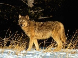 The Beauty of Wolves (53 photos) | KLYKER.COM