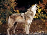 The Beauty of Wolves (53 photos) | KLYKER.COM