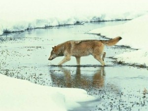 The Beauty of Wolves (53 photos) | KLYKER.COM