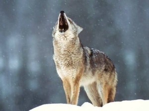 The Beauty of Wolves (53 photos) | KLYKER.COM