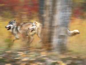 The Beauty of Wolves (53 photos) | KLYKER.COM