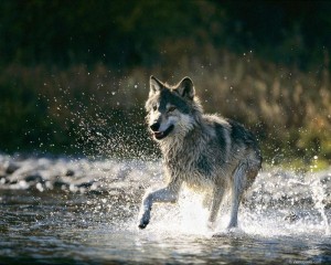 The Beauty of Wolves (53 photos) | KLYKER.COM