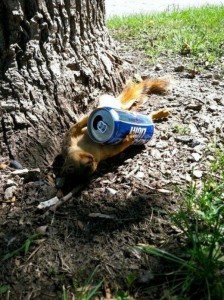 Animals With Hangover (100 photos) | KLYKER.COM