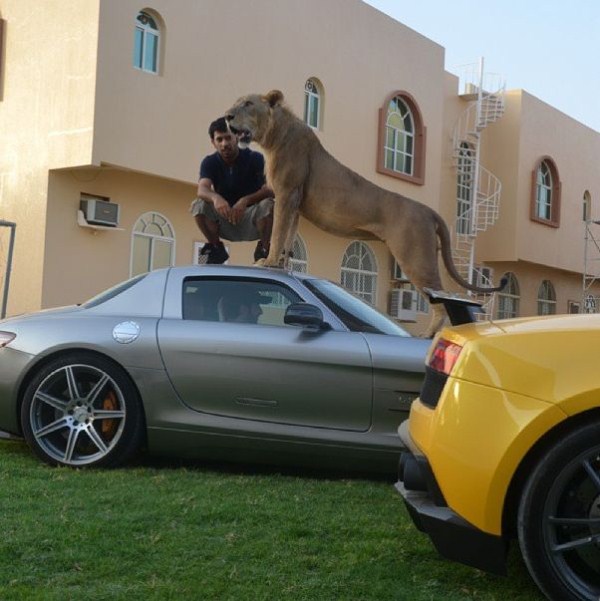 The Rich Guy With Lions (36 photos) | KLYKER.COM