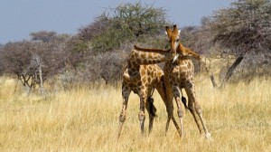 Wild Animal Fights (43 photos) | KLYKER.COM