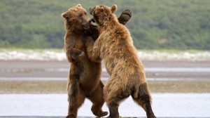 Wild Animal Fights (43 photos) | KLYKER.COM