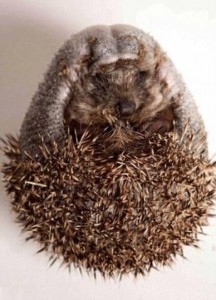 The Hedgehog Without Spikes (12 photos) | KLYKER.COM