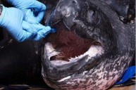 The Inside of a Leatherback Sea Turtle’s Mouth | KLYKER.COM