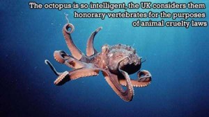 30 Odd and Interesting Facts (30 photos) | KLYKER.COM