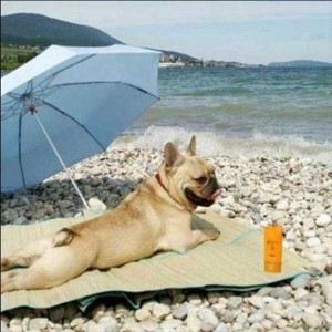 Dogs That Are Definitely Ready For Summer (40 photos) | KLYKER.COM