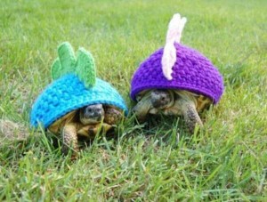 Adorable Animals Wearing Sweaters (35 photos) | KLYKER.COM