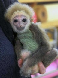 Adorable Animals Wearing Sweaters (35 photos) | KLYKER.COM