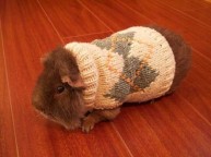 Adorable Animals Wearing Sweaters (35 photos) | KLYKER.COM