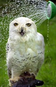 Adorable Photos of Animals Taking a Bath (68 photos) | KLYKER.COM