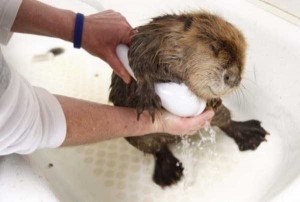 Adorable Photos of Animals Taking a Bath (68 photos) | KLYKER.COM