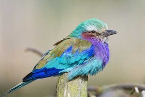 Beautifully Colored Animals (83 photos) | KLYKER.COM