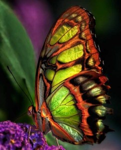 Beautifully Colored Animals (83 photos) | KLYKER.COM