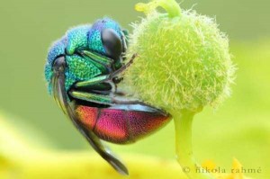 Beautifully Colored Animals (83 photos) | KLYKER.COM