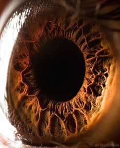 Human Eye Under a Microscope (21 photos) | KLYKER.COM