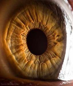 Human Eye Under a Microscope (21 photos) | KLYKER.COM