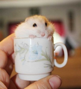 Cups Filled With Cuteness (62 photos) | KLYKER.COM