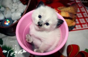 Cups Filled With Cuteness (62 photos) | KLYKER.COM