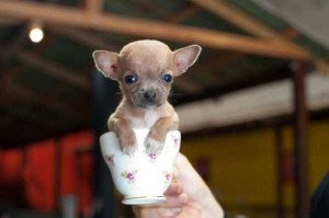 Cups Filled With Cuteness (62 photos) | KLYKER.COM