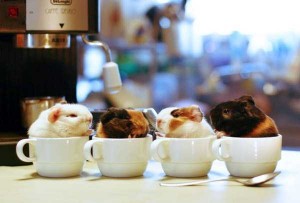 Cups Filled With Cuteness (62 photos) | KLYKER.COM