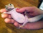 Awesomely Cute Reptiles (33 photos) | KLYKER.COM