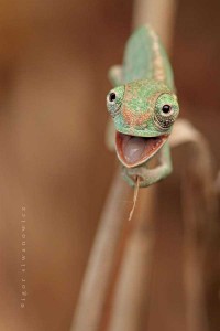 Awesomely Cute Reptiles (33 photos) | KLYKER.COM