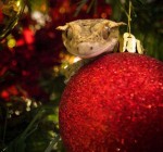 Awesomely Cute Reptiles (33 photos) | KLYKER.COM
