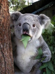 Cute Animals Making Surprised Faces (30 photos) | KLYKER.COM