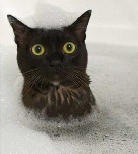 Cute Animals Making Surprised Faces (30 photos) | KLYKER.COM