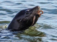 A Hungry Seal vs Octopus (10 photos) | KLYKER.COM