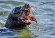 A Hungry Seal vs Octopus (10 photos) | KLYKER.COM