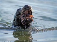 A Hungry Seal vs Octopus (10 photos) | KLYKER.COM
