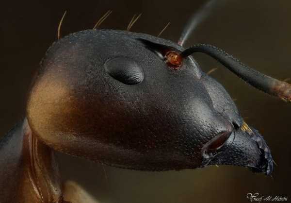 29 Extreme Close-Up Photographs of Ants (29 photos) | KLYKER.COM
