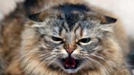 Evil-Looking Cats Who Secretly Want You Dead | KLYKER.COM