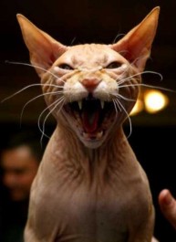 Evil-Looking Cats Who Secretly Want You Dead | KLYKER.COM