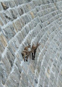 These Extraordinary Goats Are Able to Climb Almost Anywhere | KLYKER.COM