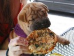 Animals Love Pizza Too | KLYKER.COM