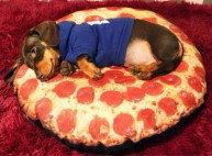 Animals Love Pizza Too | KLYKER.COM