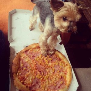 Animals Love Pizza Too | KLYKER.COM