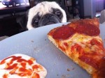 Animals Love Pizza Too | KLYKER.COM