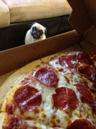 Animals Love Pizza Too | KLYKER.COM